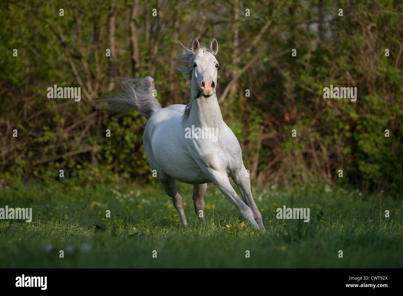 galloping arabian horse Stock Photo - Alamy