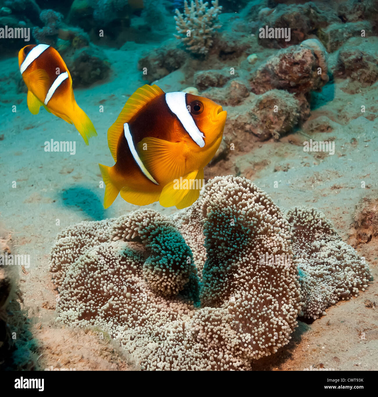 A pair of two bar red sea clownfish around their host Haddon's Anemone ...