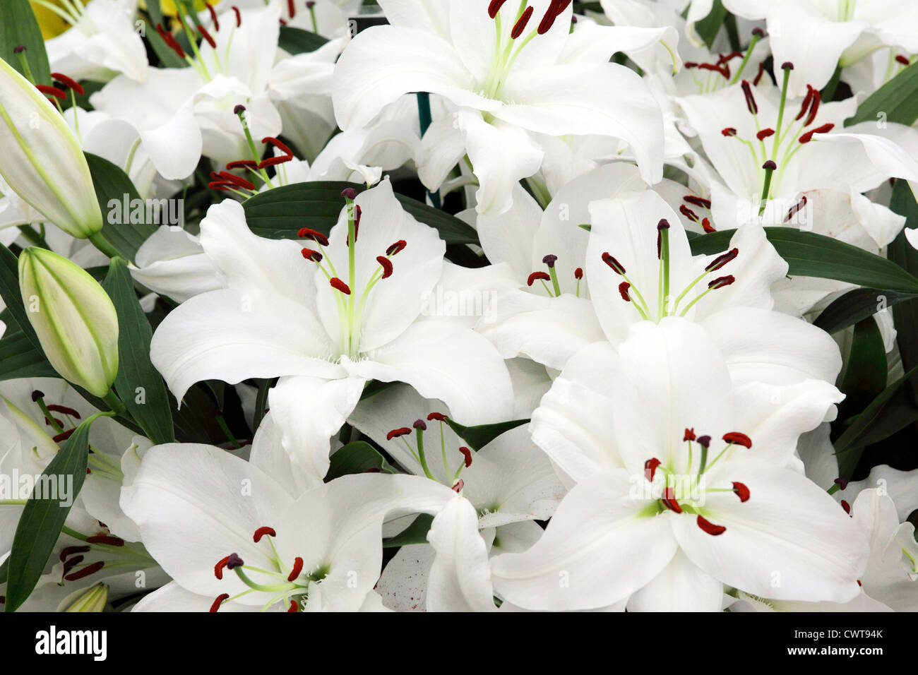 White lilies bouquet hi-res stock photography and images - Alamy