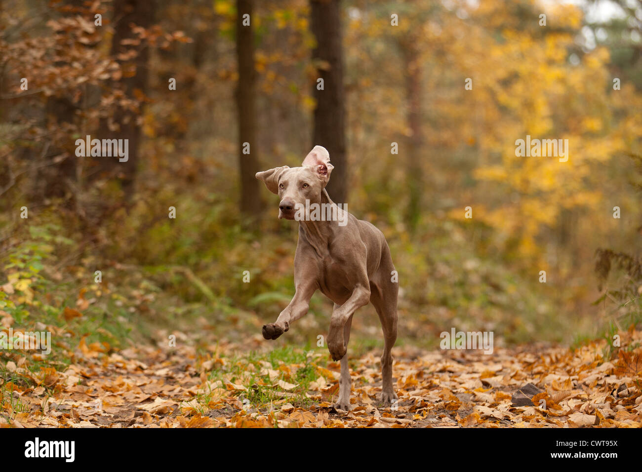 running shorthaired Weimaraner Stock Photo - Alamy