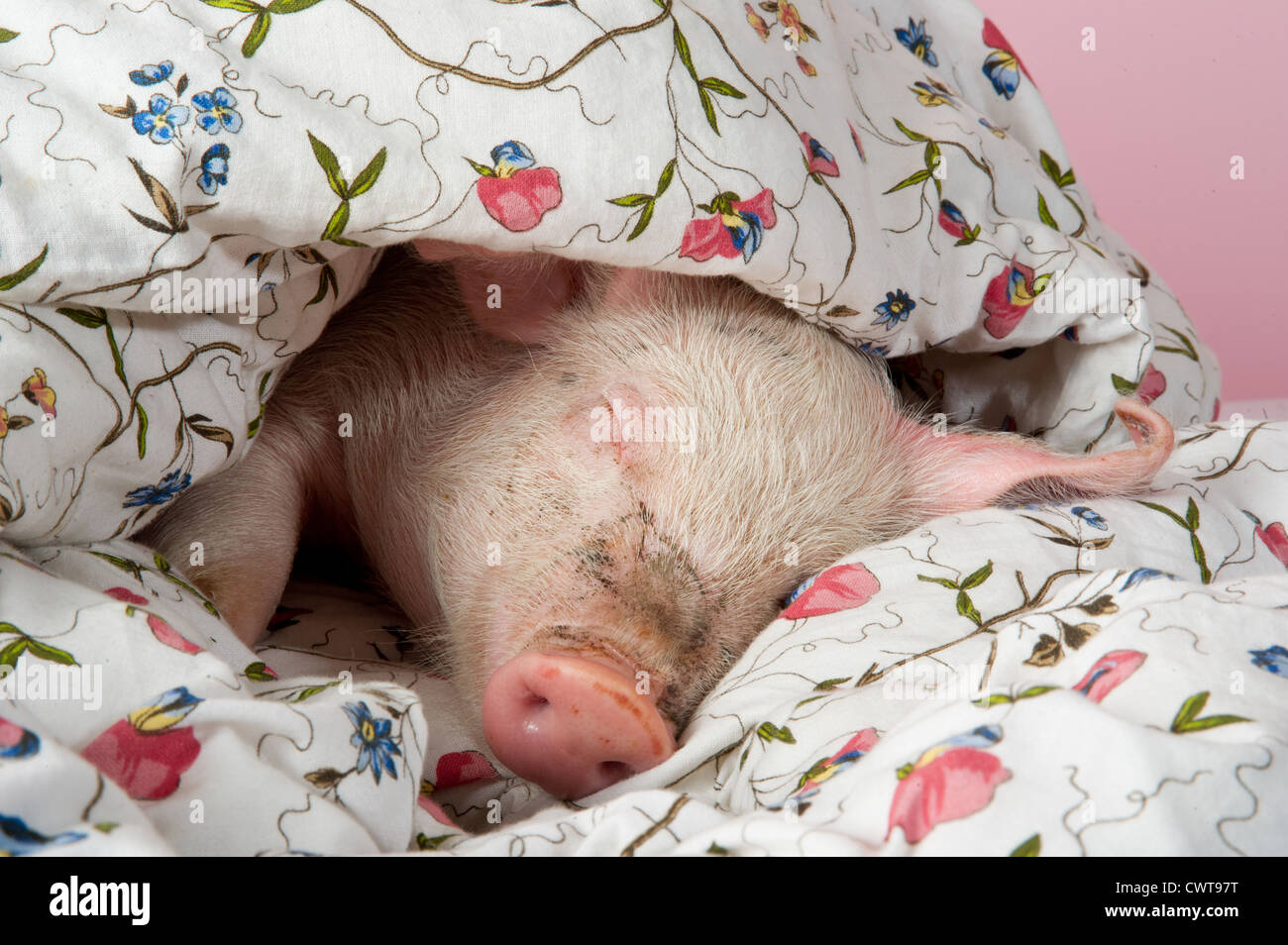 Dozing pigs hi-res stock photography and images - Alamy