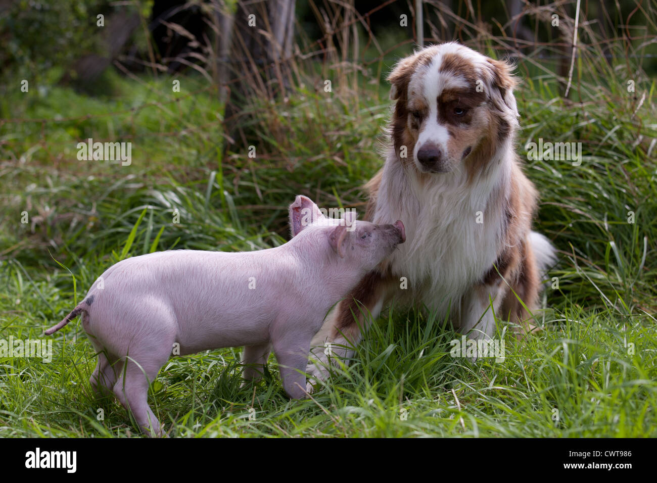 dog and pig Stock Photo - Alamy