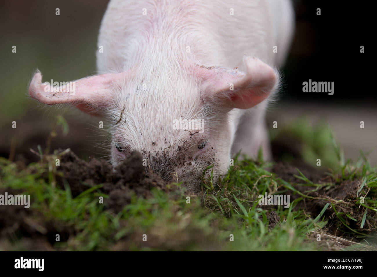 Baby pig digging hi-res stock photography and images - Alamy