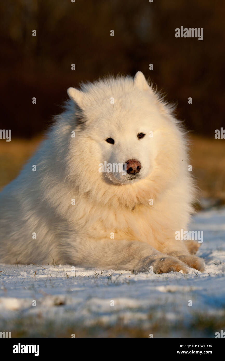 Samoyed sled snow hi-res stock photography and images - Alamy