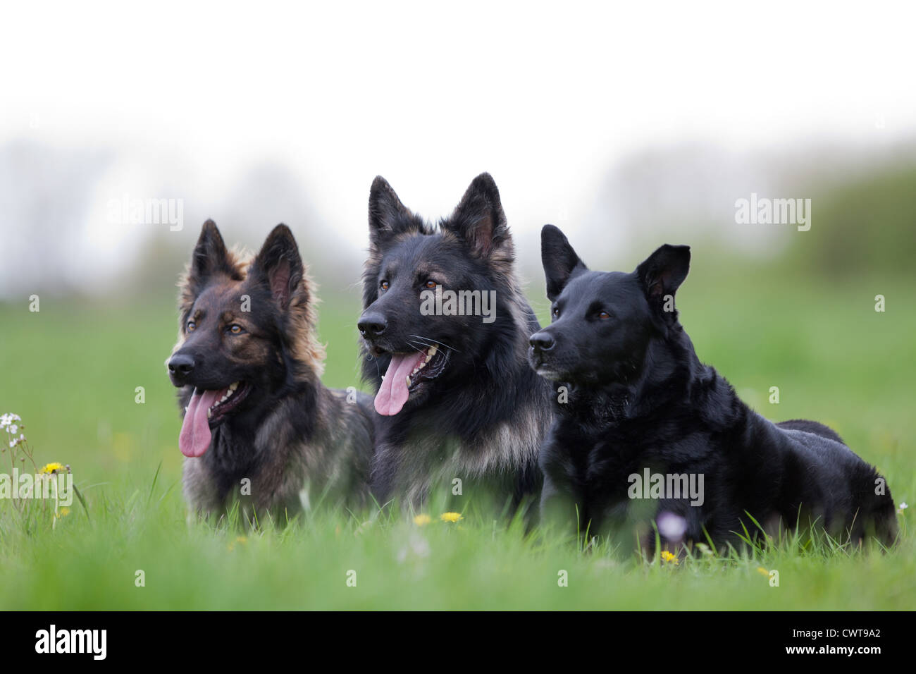 Three german shepherds hi-res stock photography and images - Alamy