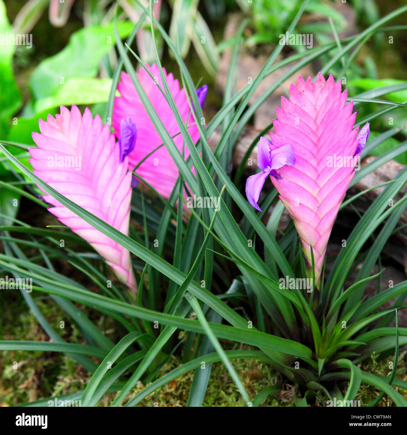 Tillandsia cyanea hi-res stock photography and images - Alamy