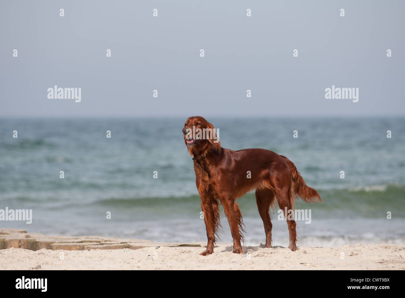 Irish Red Setter Stock Photo - Alamy