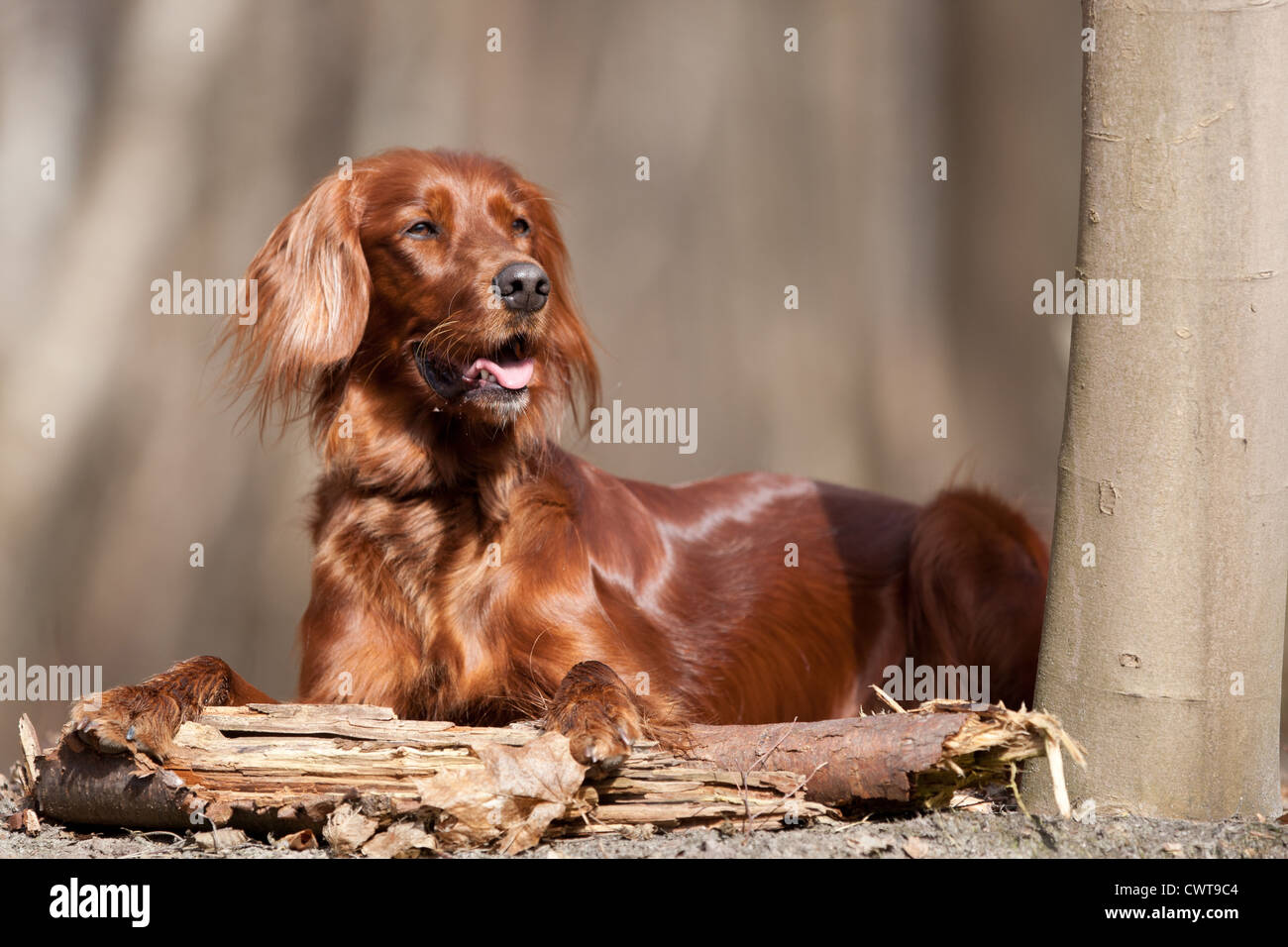 Irish setter panting hi-res stock photography and images - Alamy