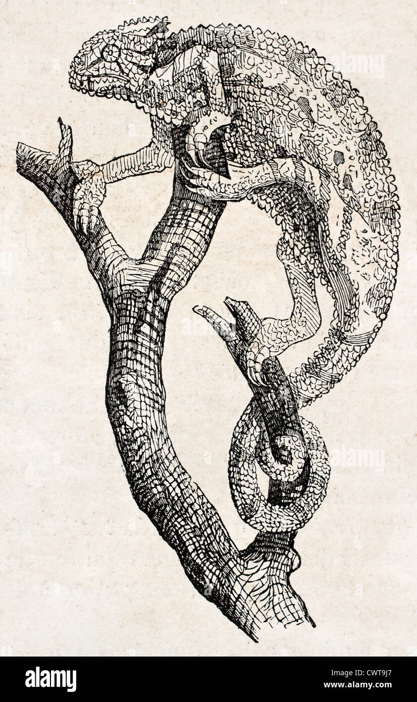 Chameleon old illustration Stock Photo - Alamy