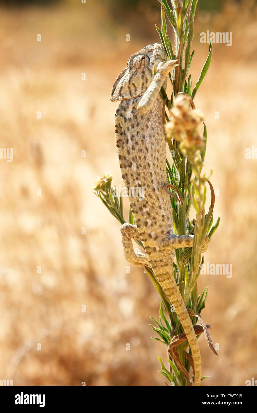 Of wild species hi-res stock photography and images - Alamy
