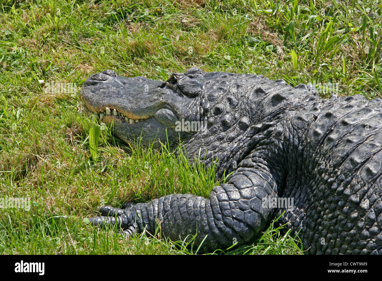 Bull alligator hi-res stock photography and images - Alamy