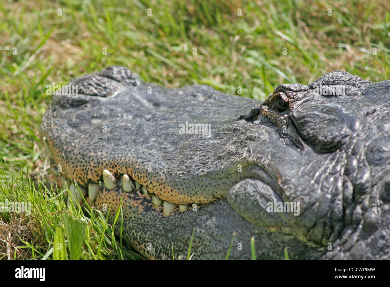Bull alligator hi-res stock photography and images - Alamy