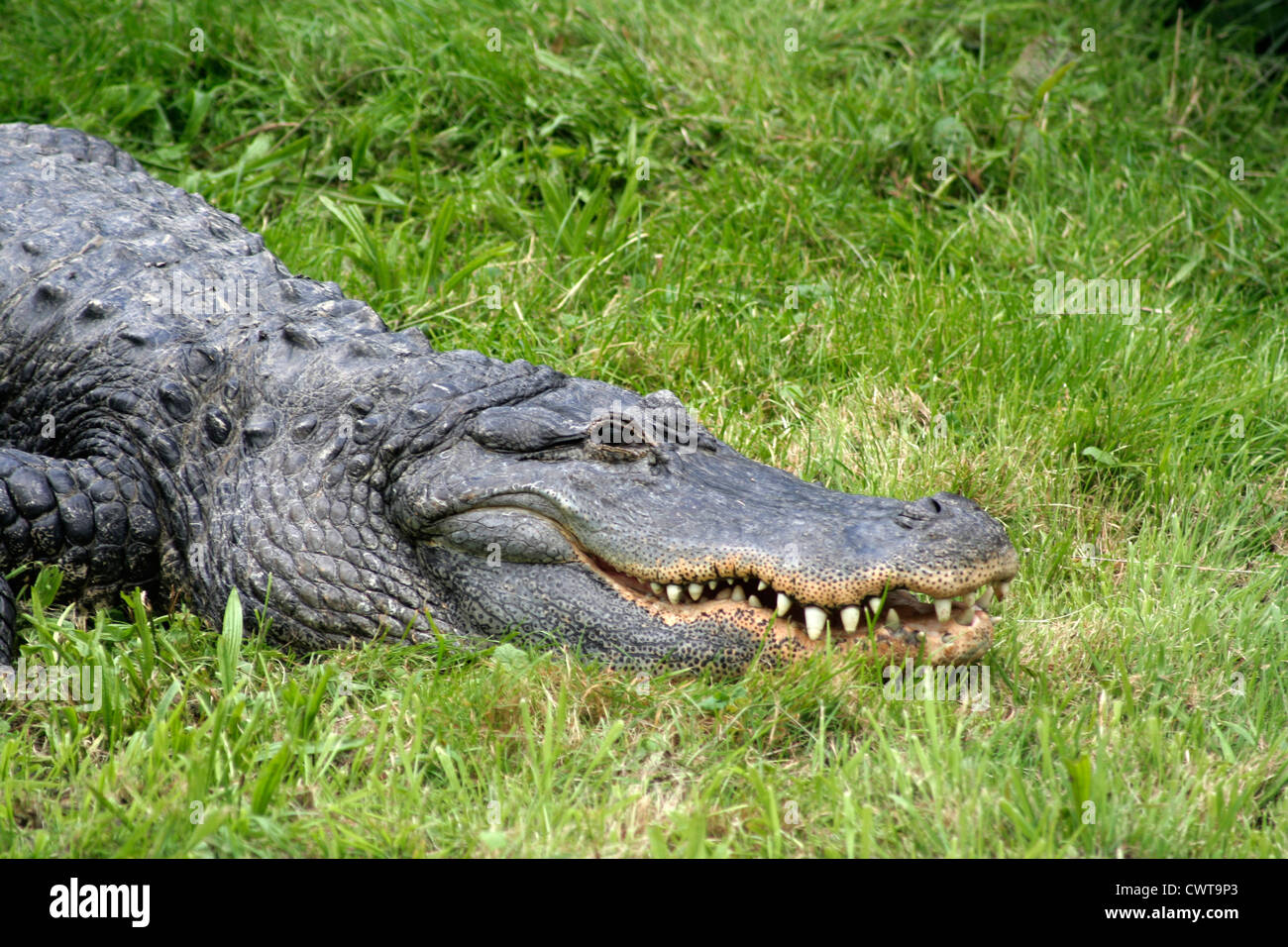 American Bull Alligator at Thrigby Hall wildlife Gardens Norfolk Stock ...