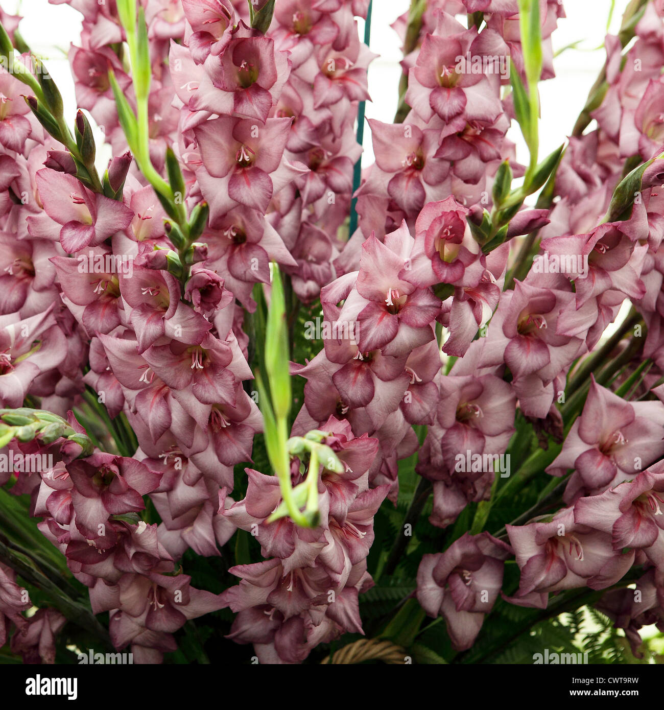 Spray of gladiolas hi-res stock photography and images - Alamy