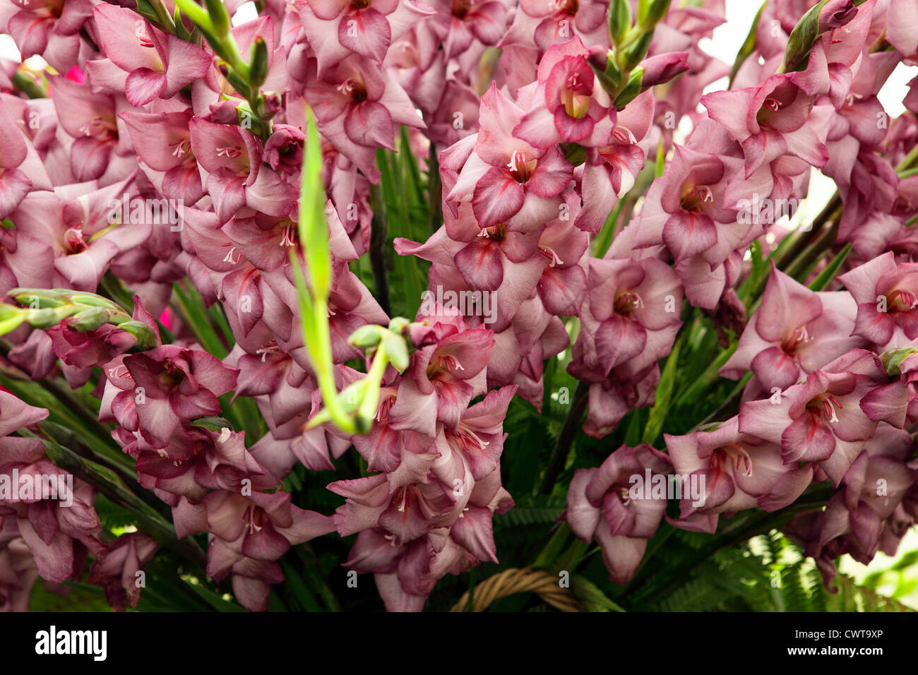 Beautiful array of pink Gladiolas Stock Photo - Alamy