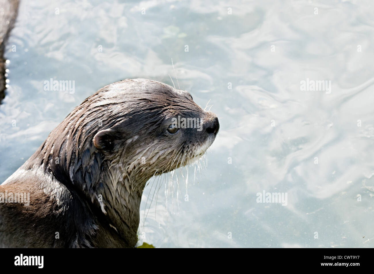 Otters pool zoo hi-res stock photography and images - Alamy
