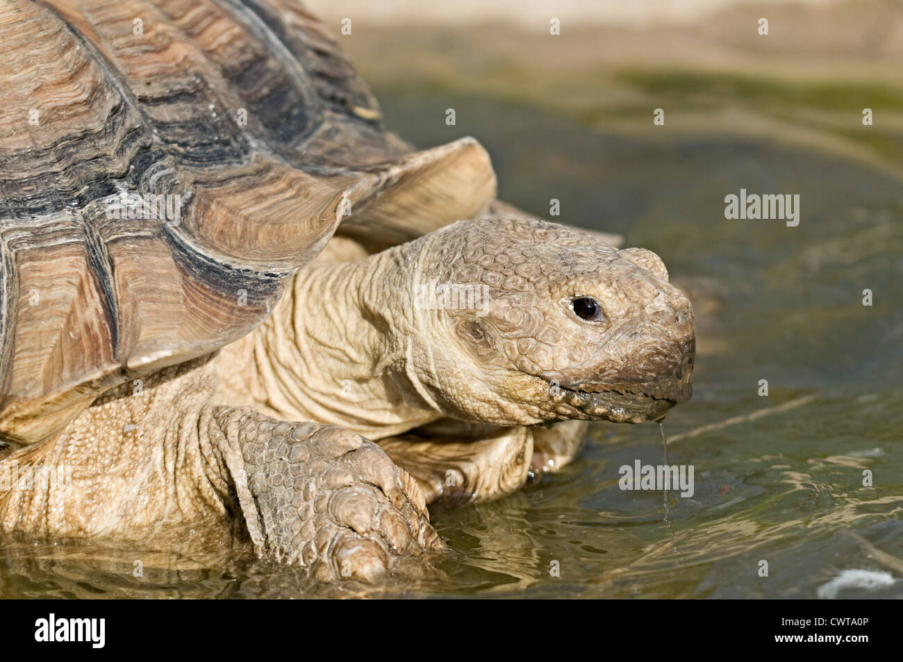 A Tortoise in a in a rescue centre Stock Photo - Alamy