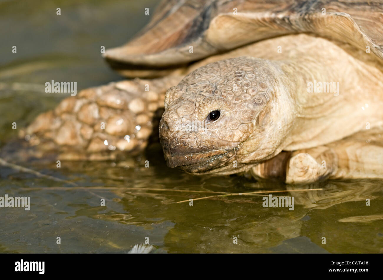 Reptile rescue centre hi-res stock photography and images - Alamy