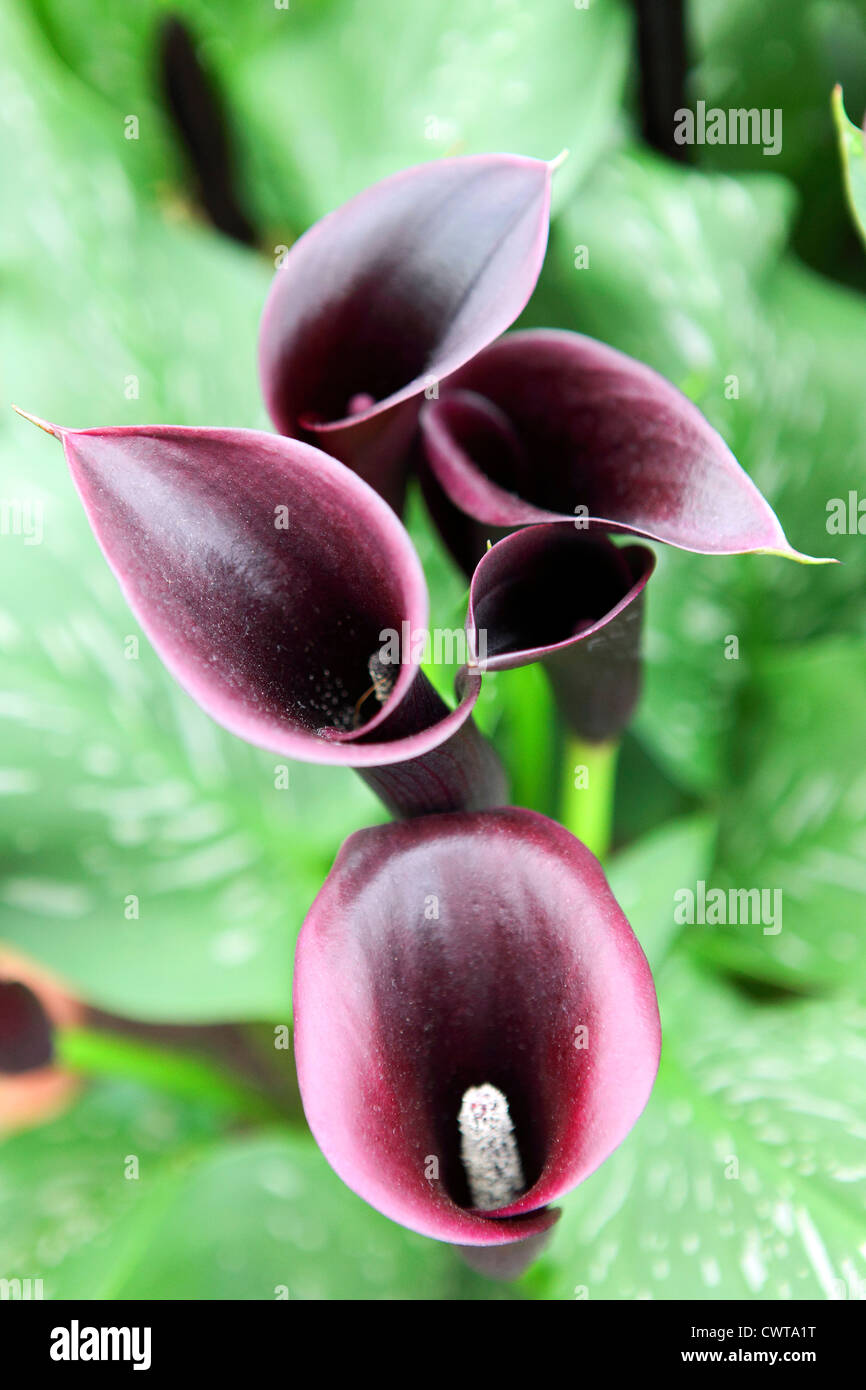 Purple arum lilies hi-res stock photography and images - Alamy