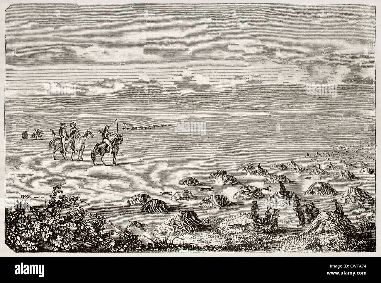 Prairie dog drawing hi-res stock photography and images - Alamy