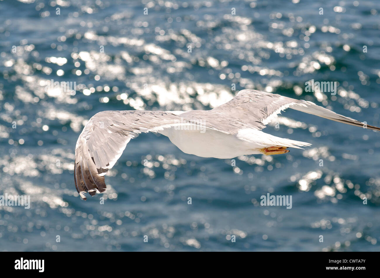 Seagull hovering over water in the gulf of Naples (Golfo di Napoli ...