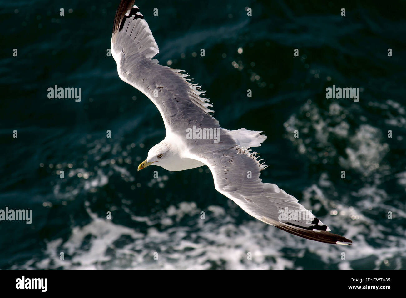 Seagull hovering over water in the gulf of Naples (Golfo di Napoli ...