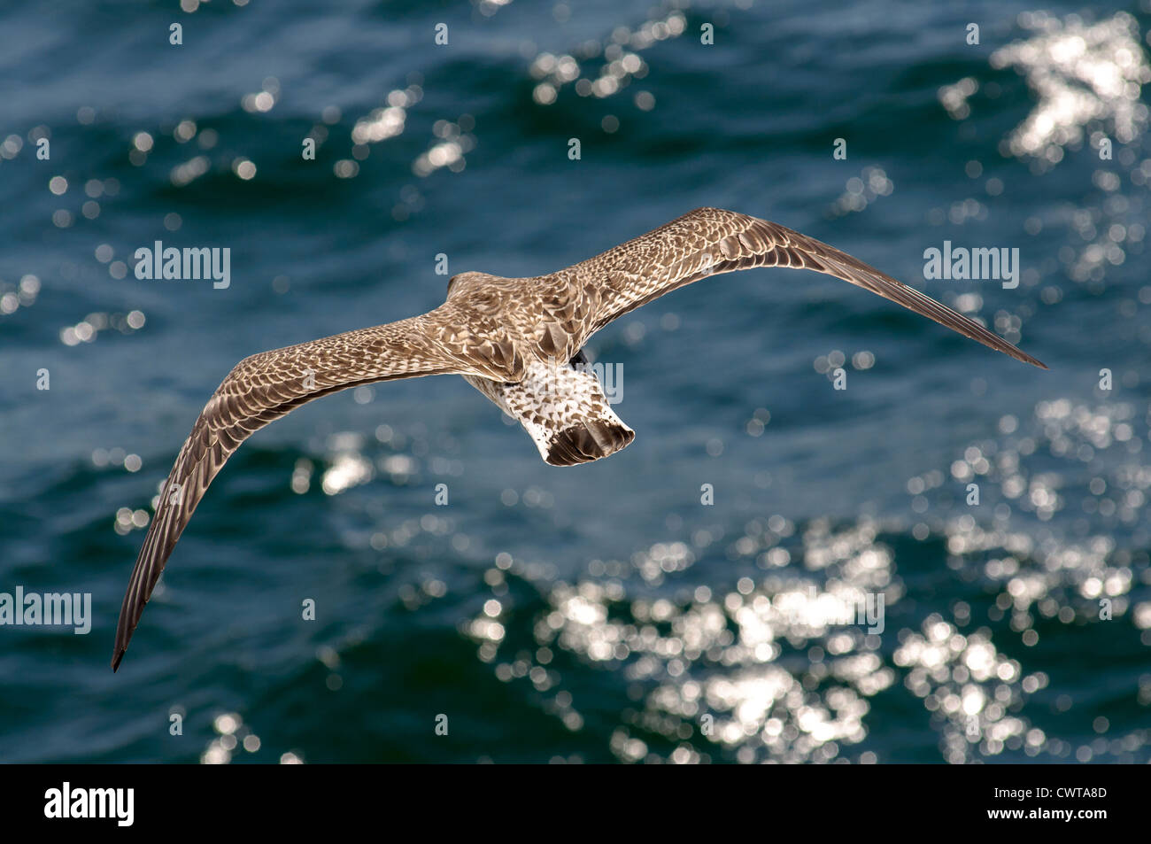 Seagull hovering over water in the gulf of Naples (Golfo di Napoli ...