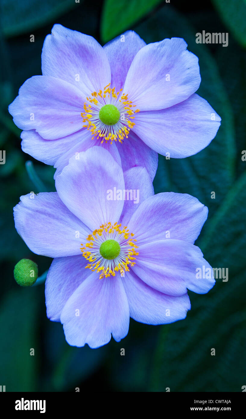 Japanese daisies, Japonica Stock Photo - Alamy