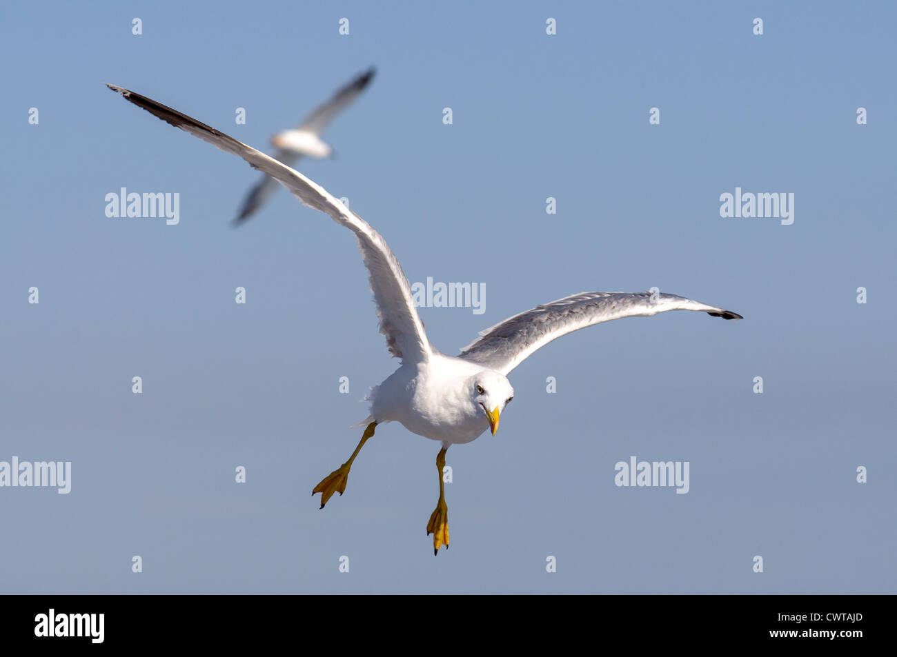 Bird hovering in the sky over the Gulf of Naples (Golfo di Napoli Stock ...