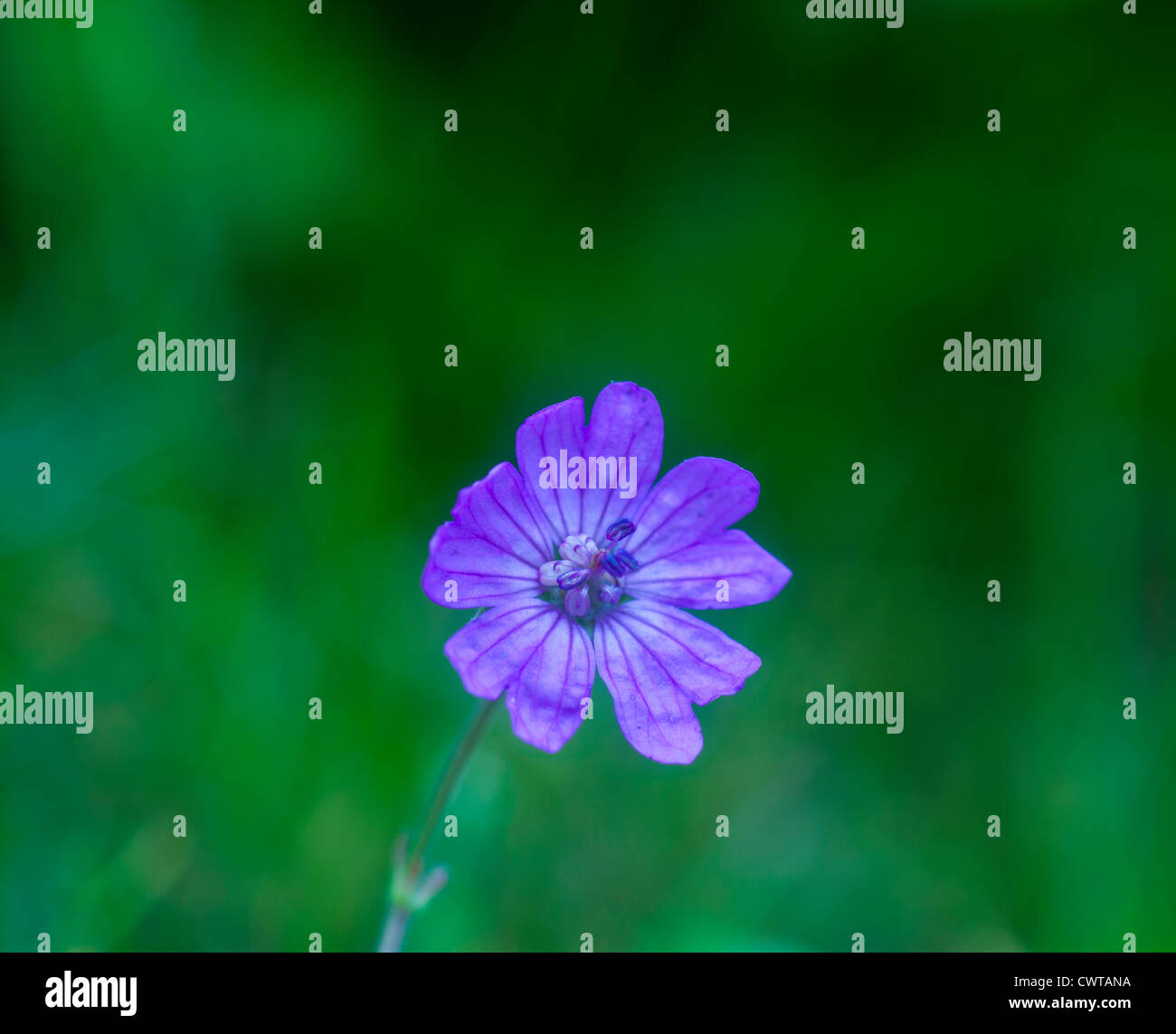 purple flower and stamen Stock Photo - Alamy
