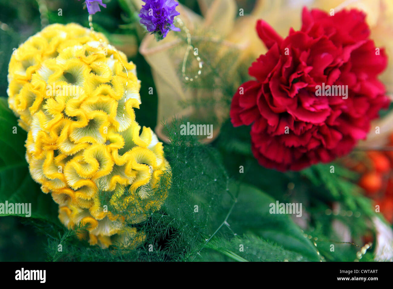 Yellow cockscomb Celosia viewed at the Shrewsbury Flower Show 2012 ...