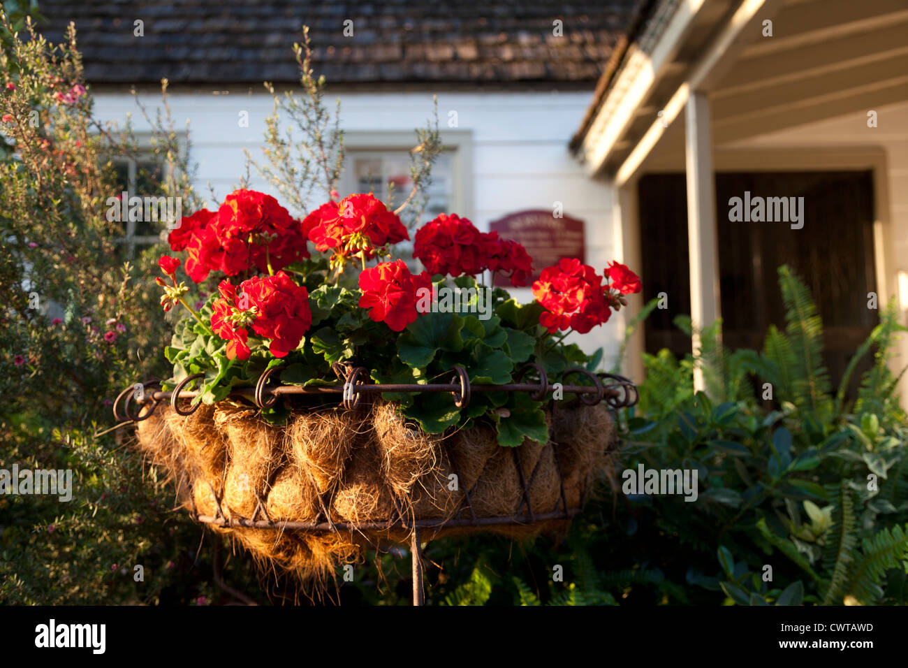 Geraniums in hanging basket Stock Photo - Alamy