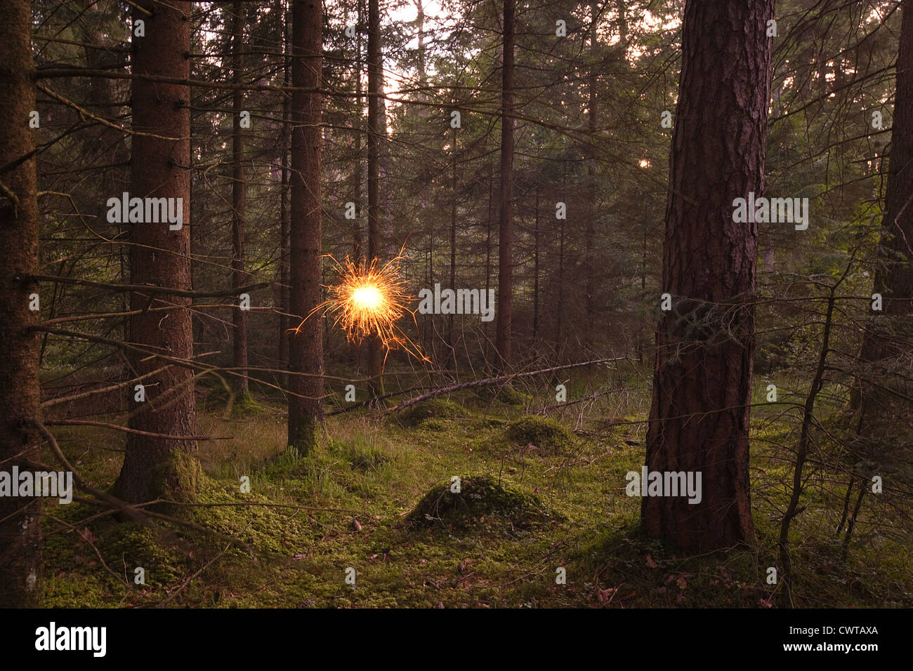 Glowing light in forest Stock Photo - Alamy