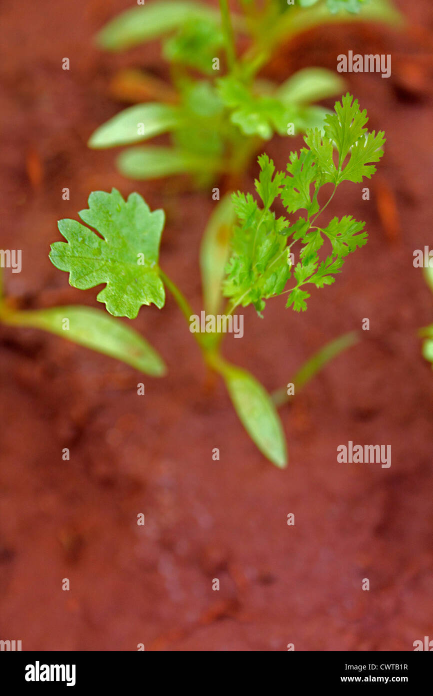 Coriandrum sativum hi-res stock photography and images - Alamy