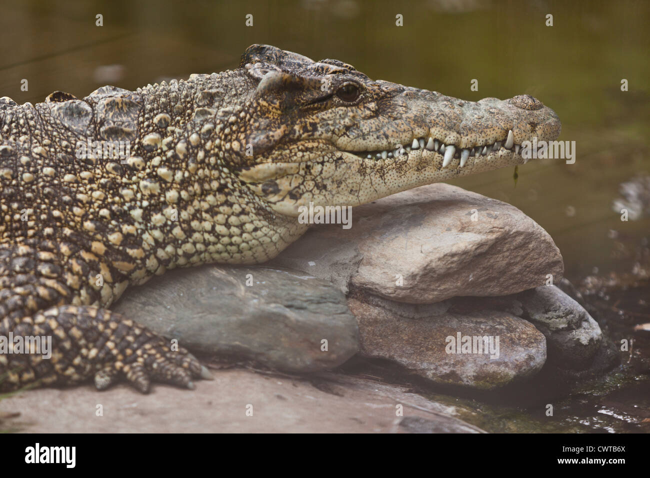 Cuban alligator hi-res stock photography and images - Alamy