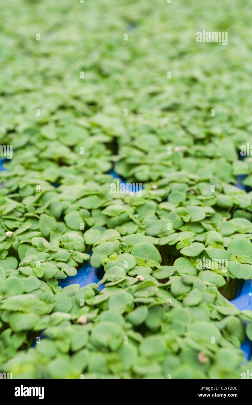 Shiso Cress High Resolution Stock Photography and Images - Alamy