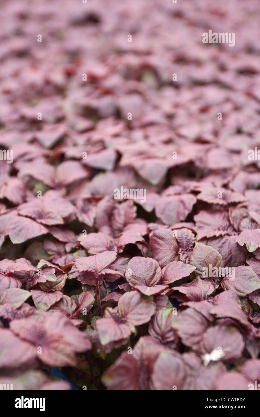 Shiso Purple Cress growing in a greenhouse Stock Photo - Alamy