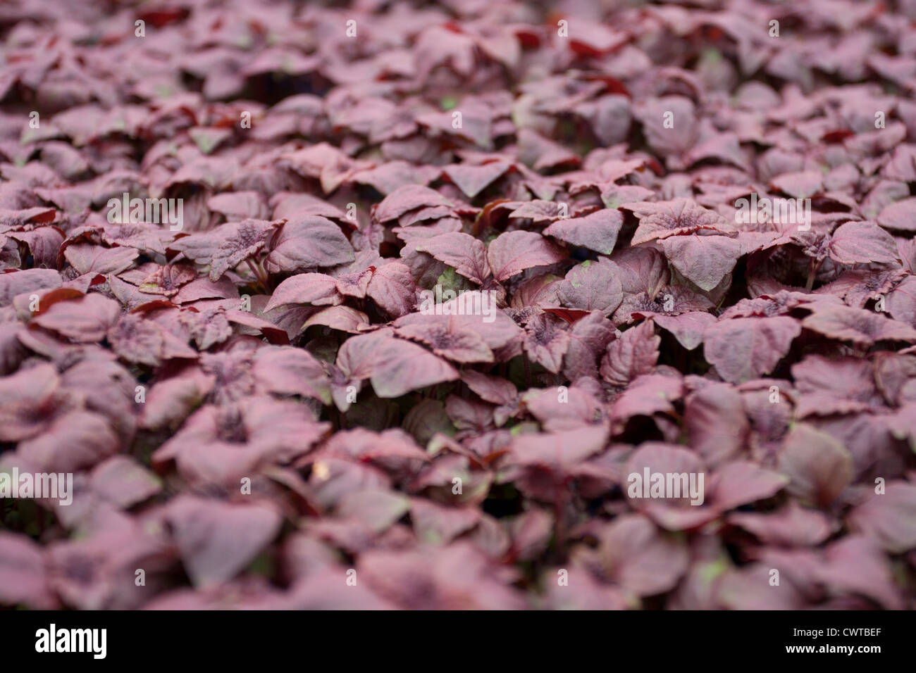 Shiso Purple Cress growing in a greenhouse Stock Photo - Alamy