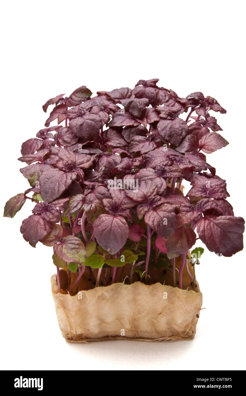 Shiso purple cress ready to eat Stock Photo - Alamy
