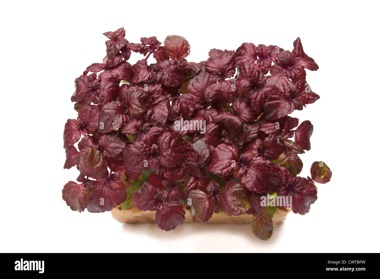 Shiso purple cress ready to eat Stock Photo - Alamy