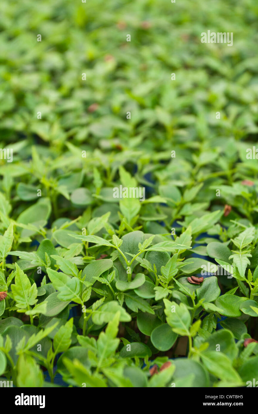 Tahoon Cress High Resolution Stock Photography and Images - Alamy