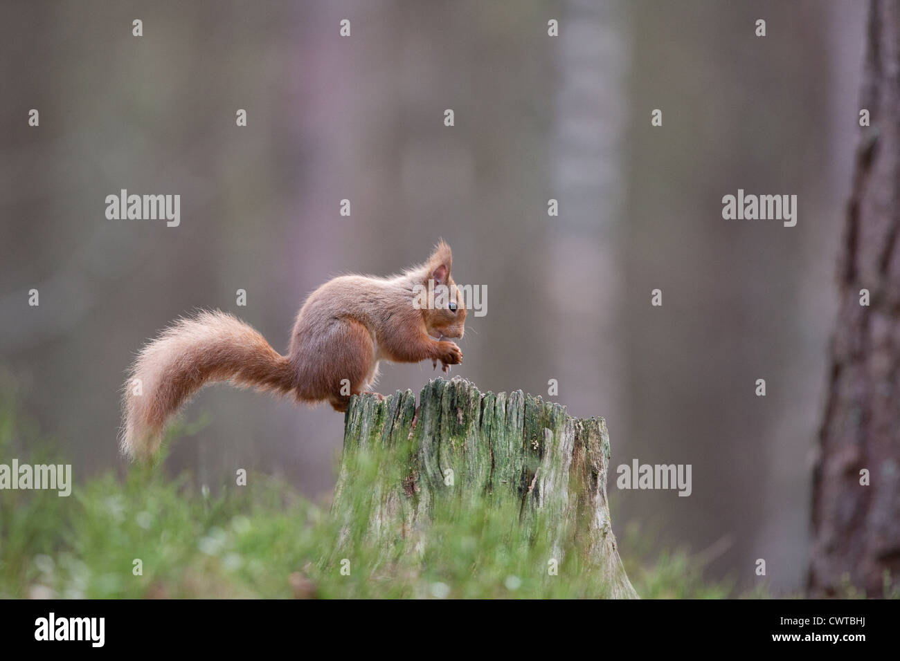 Red Squirrel on a tree-stump in the Scottish Highlands Stock Photo - Alamy