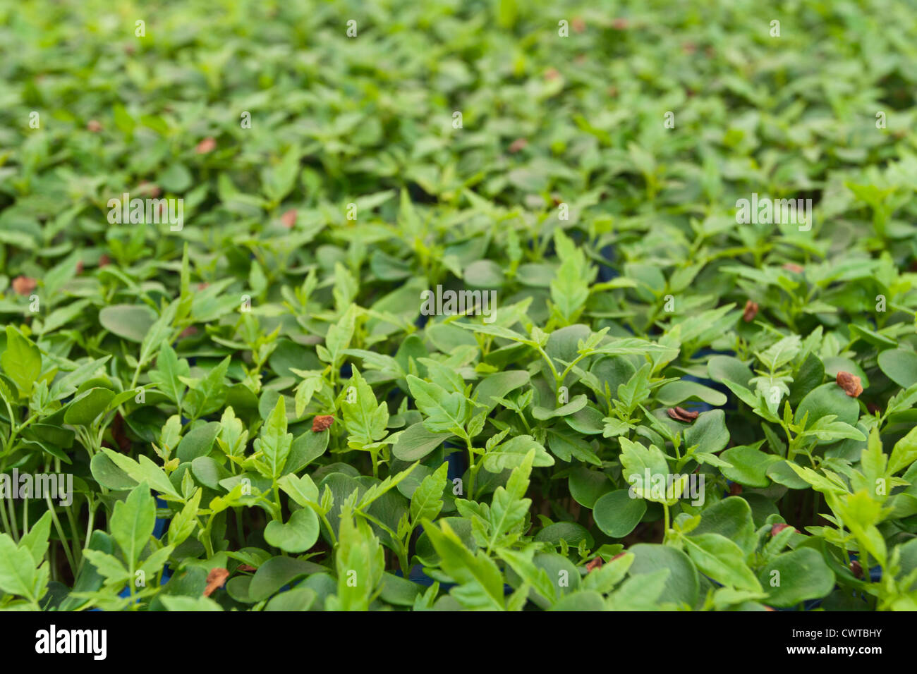 Tahoon Cress growing in a greenhouse Stock Photo - Alamy