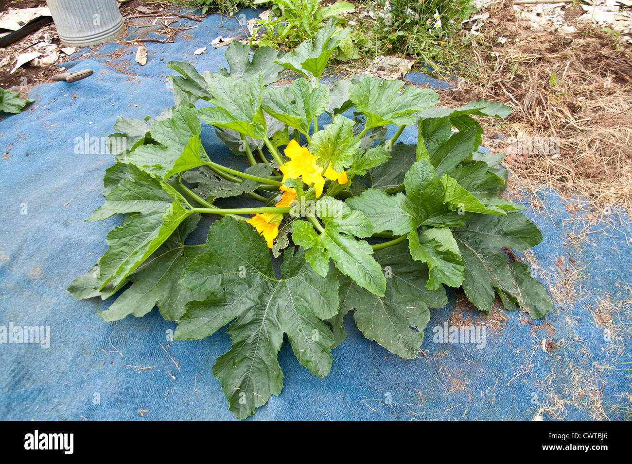 Courgette plant hi-res stock photography and images - Alamy