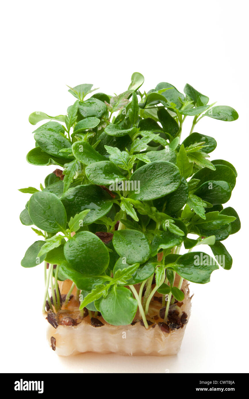 Tahoon cress ready to eat Stock Photo - Alamy