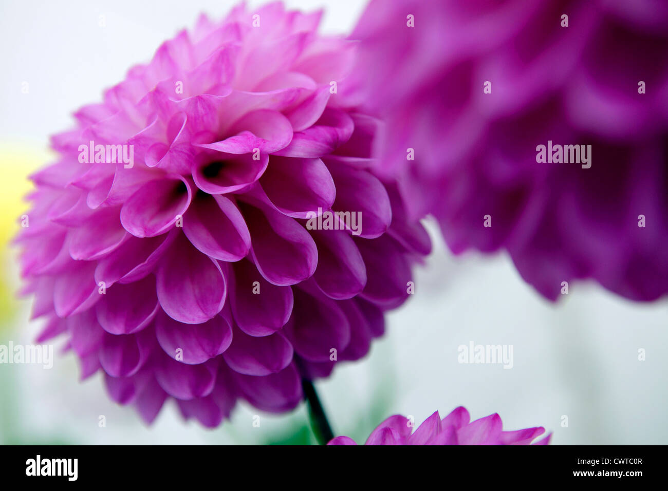 An Pom Pom Dahlia with it`s vibrant purplish pink colouring Stock Photo ...