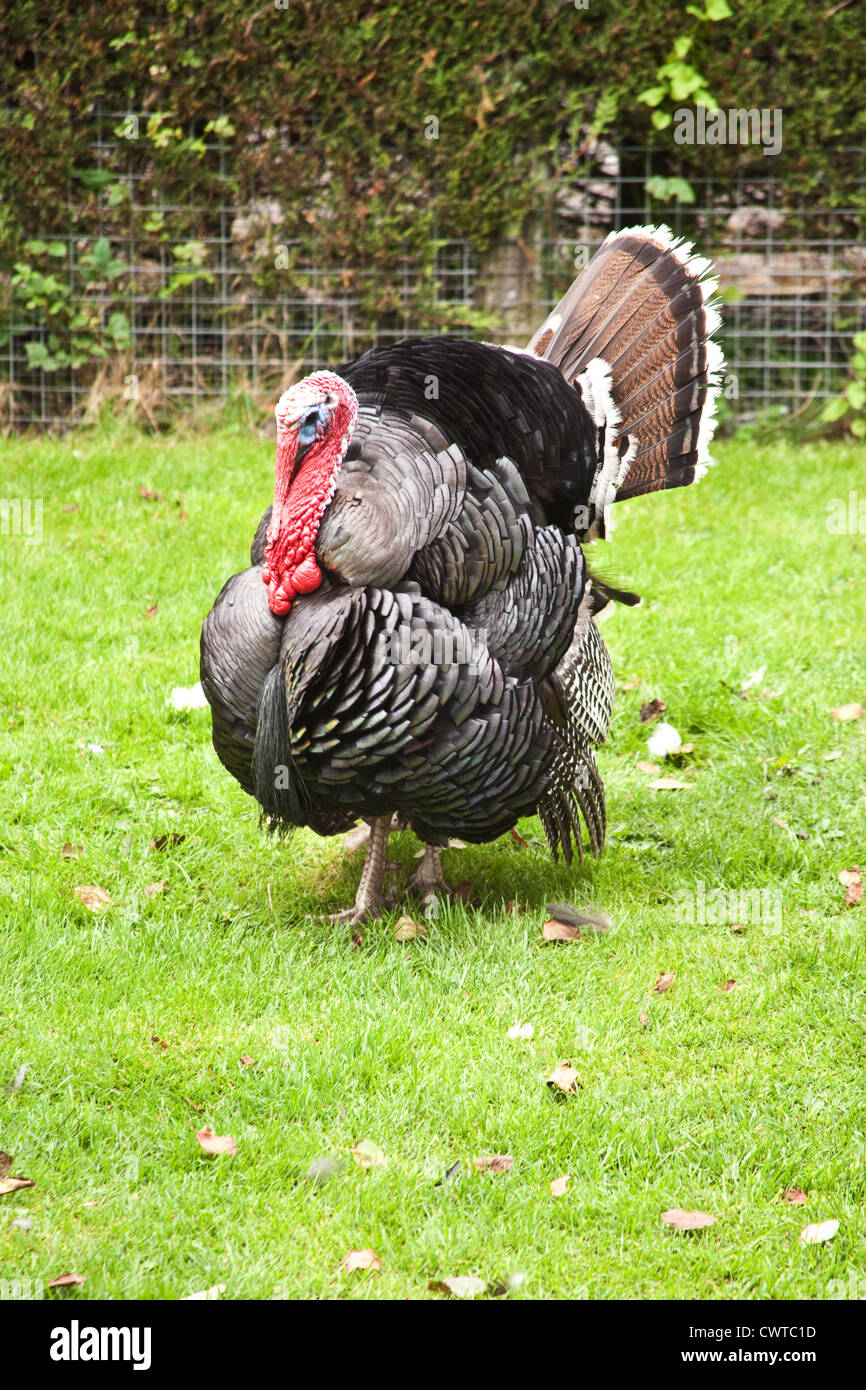 Bronze Turkey Bird Stock Photos & Bronze Turkey Bird Stock Images - Alamy