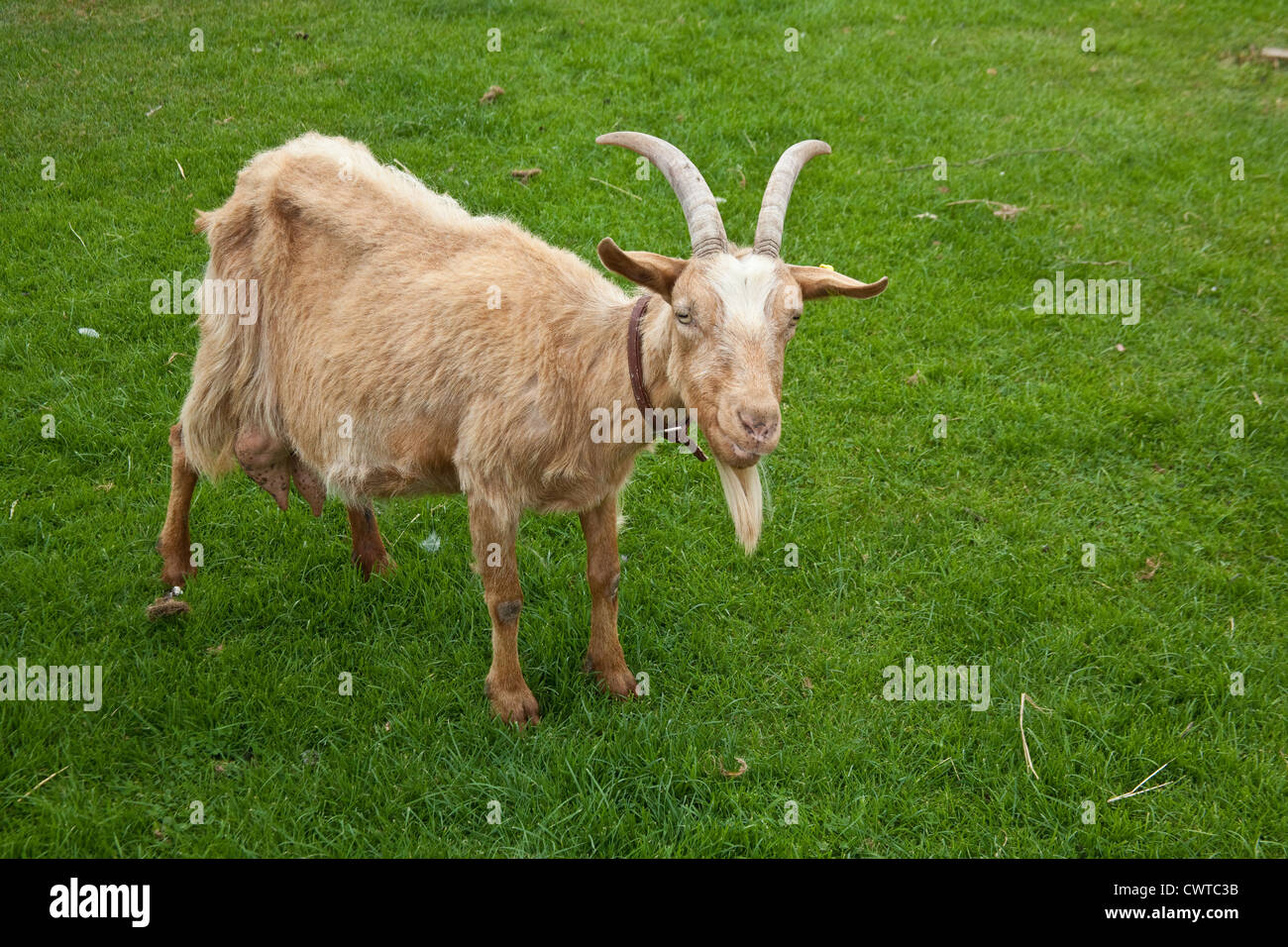Goat birdworld farnham surrey england hi-res stock photography and ...