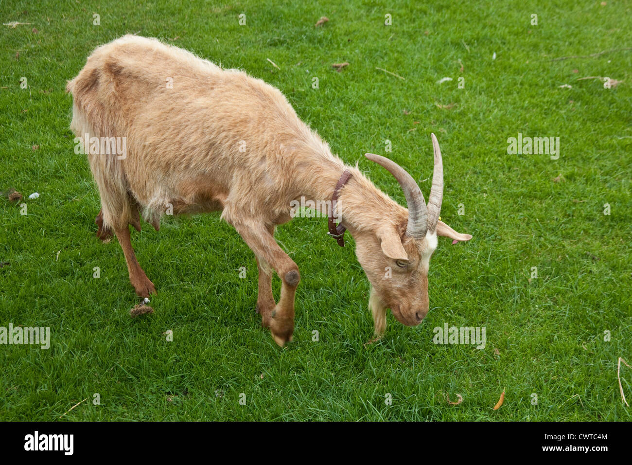 Goat at Birdworld, Farnham, Surrey, England, United Kingdom Stock Photo ...