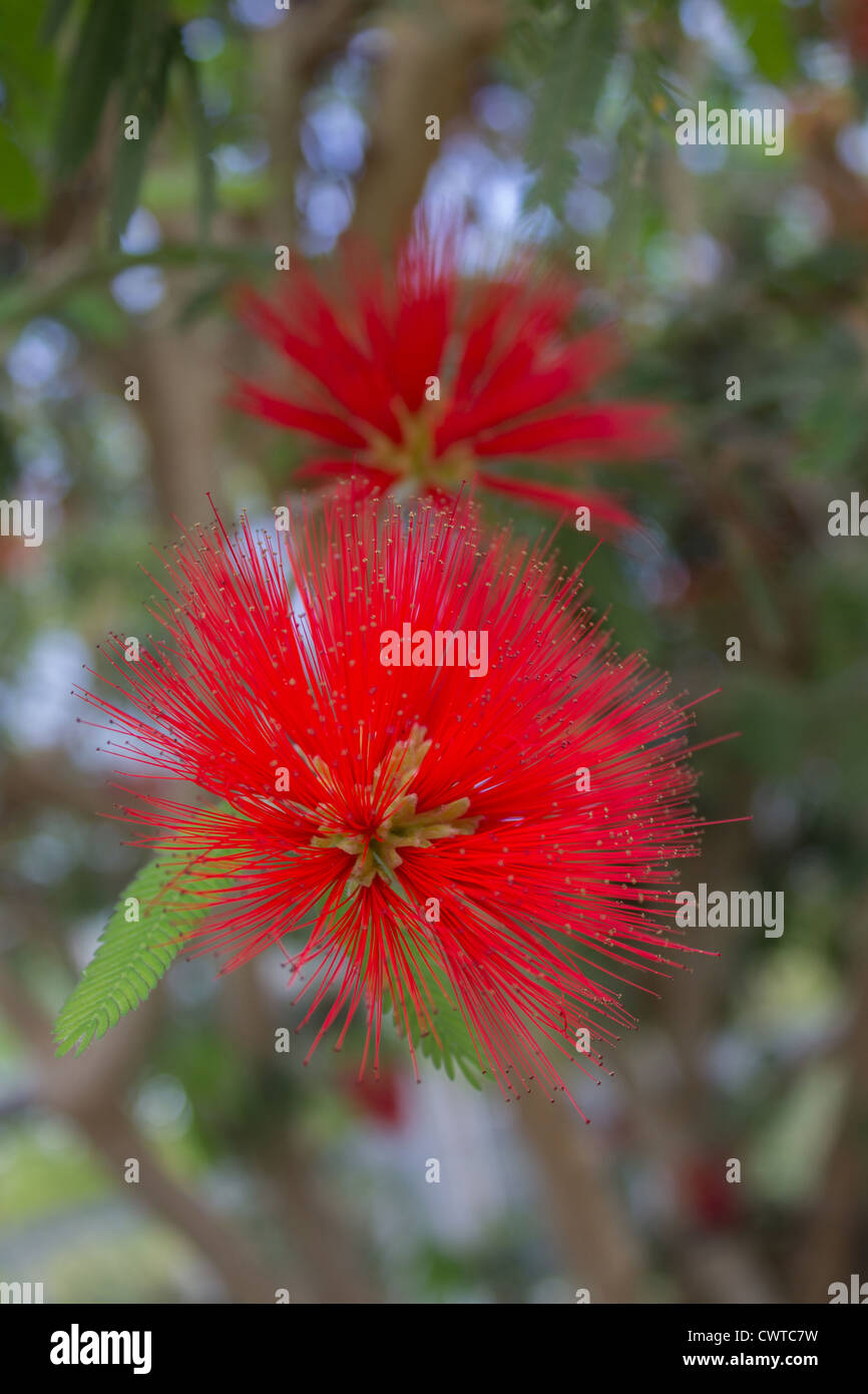Calliandra Tweedii close up Stock Photo - Alamy